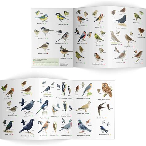 Common Garden Birds Identification