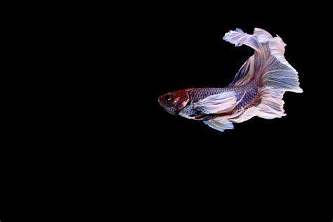 아랍인 태국 문화 살아 있을 검은 배경 Betta Splendens 선물에 고립 된 흰색 샴 싸우는 물고기의 이동 순간 포착