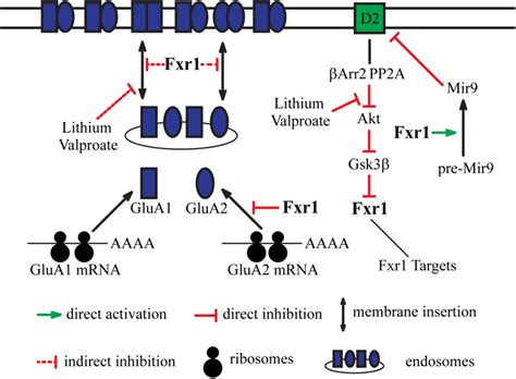 Integration Of Dopamine Receptor D2 Mediated Signaling And
