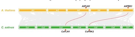 Figure 3 From A Comparative Characterization And Expression Profiling