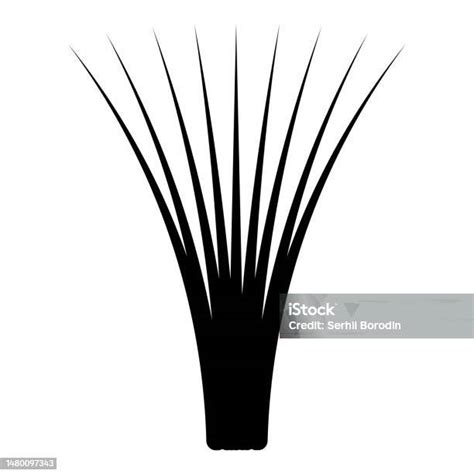 Edible Grass Lemongrass Cymbopogon Citratus Spices Vegetable Herbal