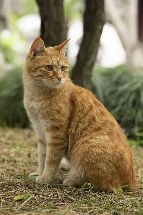 橘猫图片下载