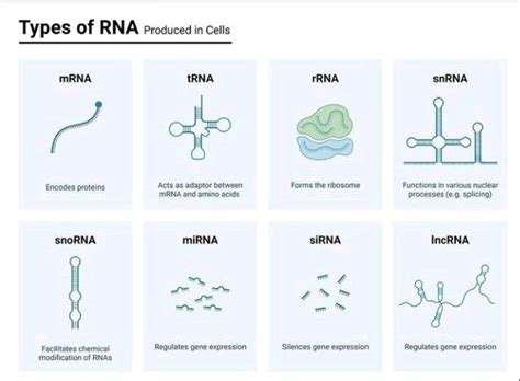 Qusay Al Maghayerh On Linkedin Type Of Rna 🛑 📌 Mrna Messenger Rna