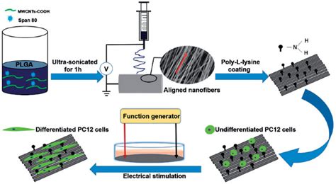 Schematic Representation Of Poly L Lysine Coated Plgamwcnts Scaffold Download Scientific