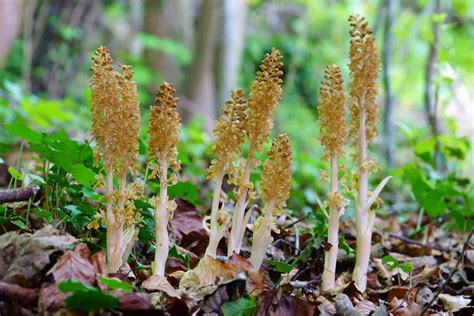 Orchid Growing Guides Tips And Information Gardeners Path