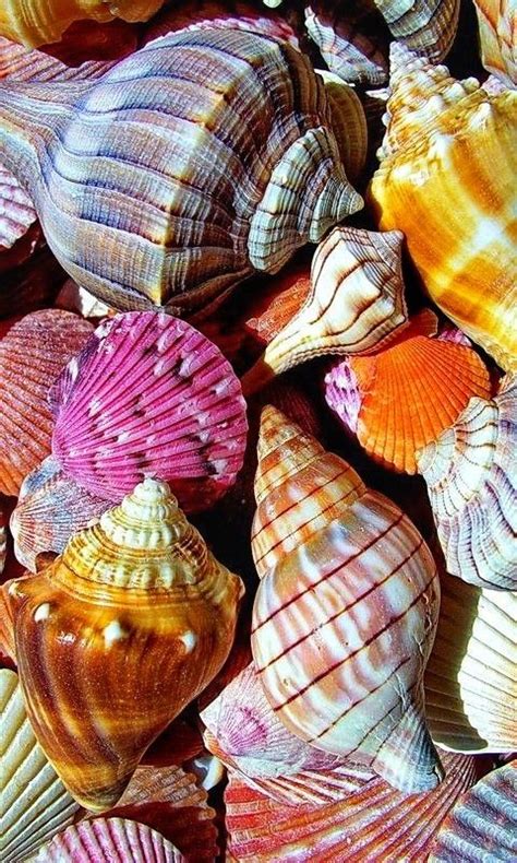 Pin De Red Shaddow Em Fond Ecran Fotografia Da Natureza Coisas De