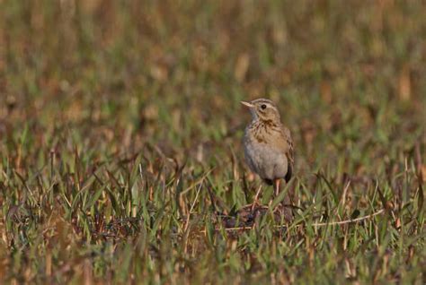 Pipit Foto Foto Stok Potret And Gambar Bebas Royalti Istock