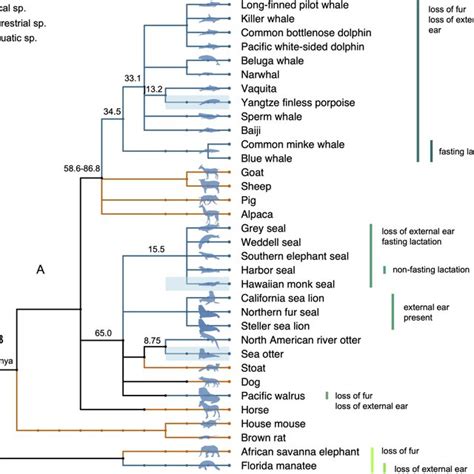 Branches Of An Evolutionary Tree At Wilma Scanlon Blog