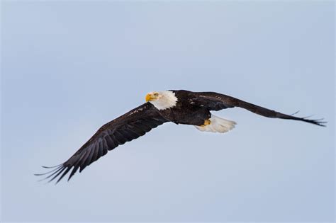 Chilkat Bald Eagle Preserve — Nicolas Dory