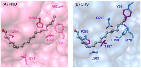 Exploiting The Biosynthetic Potential Of Type Iii Polyketide Synthases