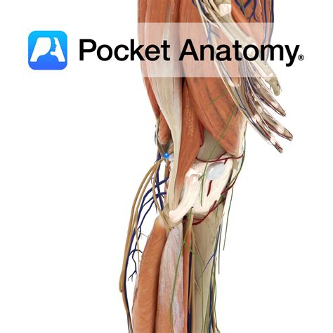Tibial Nerve Pocket Anatomy