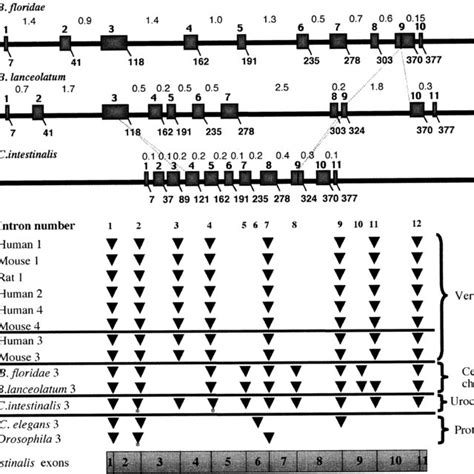 Exon Intron Architecture A Exon Boxed And Intron Nonboxed
