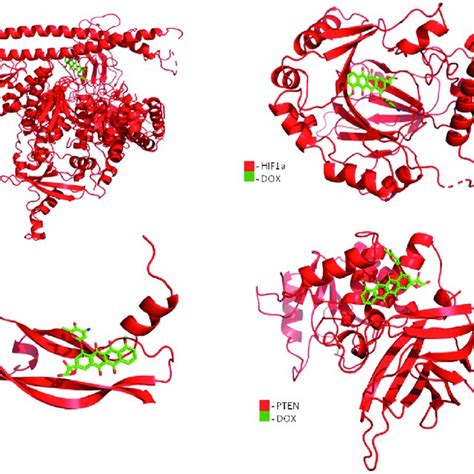 Interaction between doxorubicin and PIK3CA HIF 1α VEGF A and PTEN