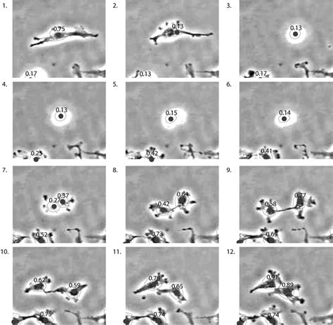 Illustration Of Backward Tracking During Cell Division Mitosis Download Scientific Diagram