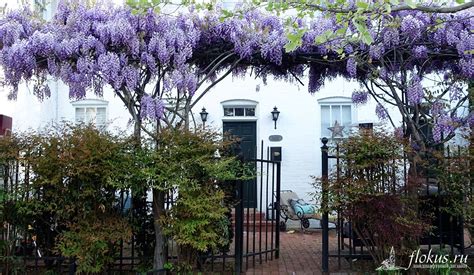 Глициния (Wisteria). Описание, выращивание, посадка и уход | flokus.ru ...