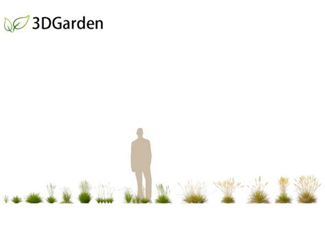 Koeleria Macrantha Prairie Junegrass 3d Model 3dgardenplants