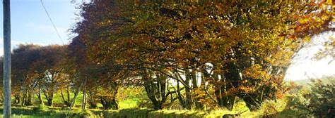 When Is The Best Time For Beech Tree Pruning Th Tree Services