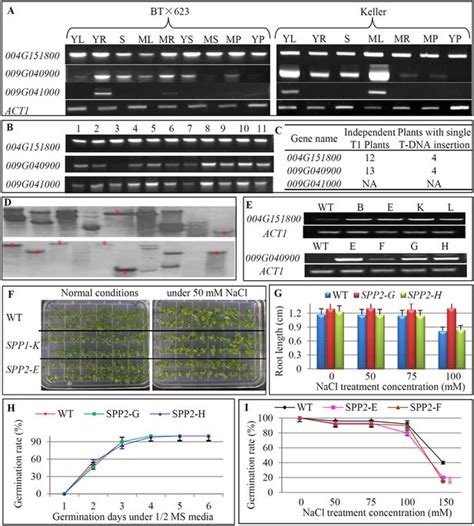 Molecular And Phenotypic Characterization Of Transgenic Arabidopsis