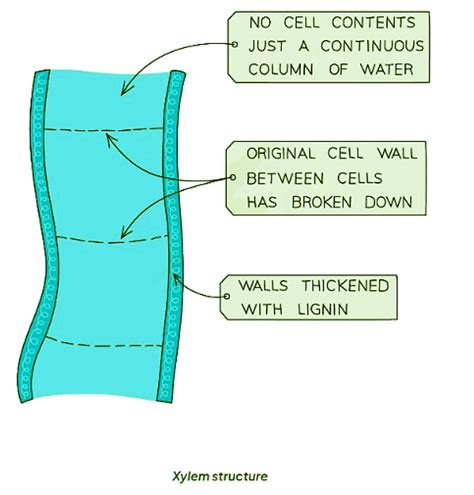 Organisation Of Cells Biology For Gcseigcse Year 11 Pdf Download
