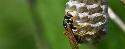 Humane Advanced Wildlife And Pest Control And Removal In Wi