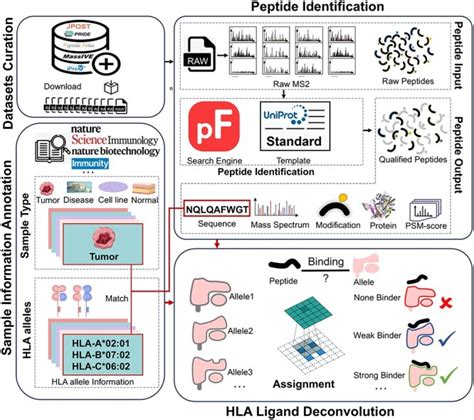 Deciphering The Mhc Immunopeptidome Of Human Cancers With Ligandmhc