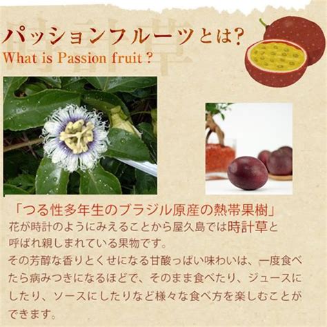 【予約商品】家庭用 屋久島産 パッションフルーツ Mサイズ24玉 産地直送 訳あり P 1 屋久島物産展 Yahooショップ 通販