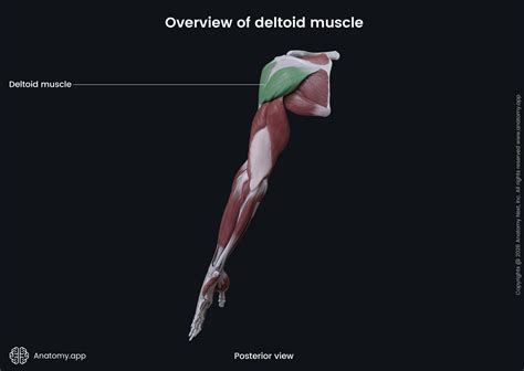 Deltoid Anatomyapp