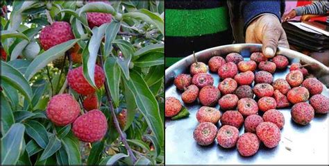 Benefits Of Eating Bhamora Fruit Uttarakhand उत्तराखंड पक गए हैं