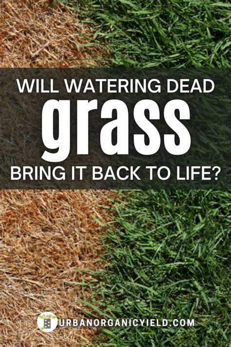 How To Fix Over Fertilized Lawn Artofit