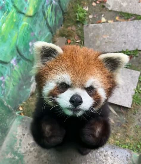 Red Panda Giant Panda Volunteer Program In China Six Senses Artofit