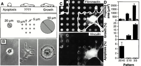 Cell ECM Contact Area Versus Cell Spreading As A Regulator Of Cell Download Scientific Diagram