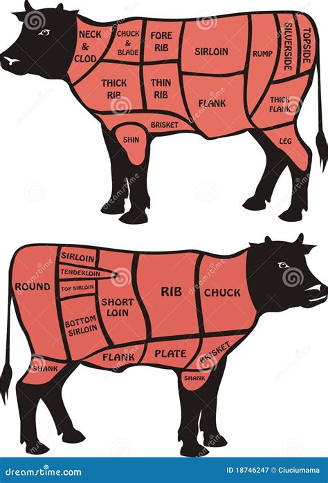 American British Cuts Of Beef Stock Vector Illustration Of