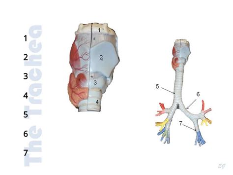 Trachea Model Diagram Quizlet