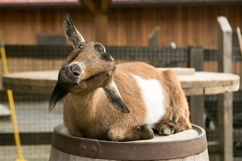 Goat Barrel Zoo Free Photo On Pixabay