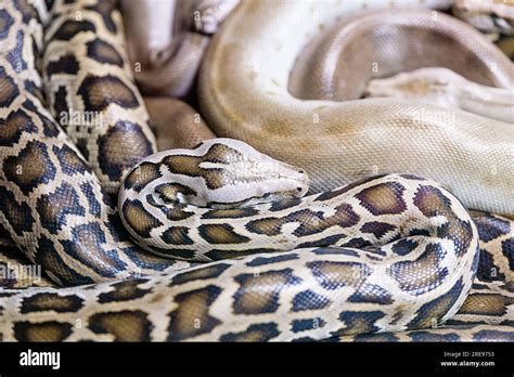 From Above Of Large Terrifying Indian Pythons With Skin Reflecting