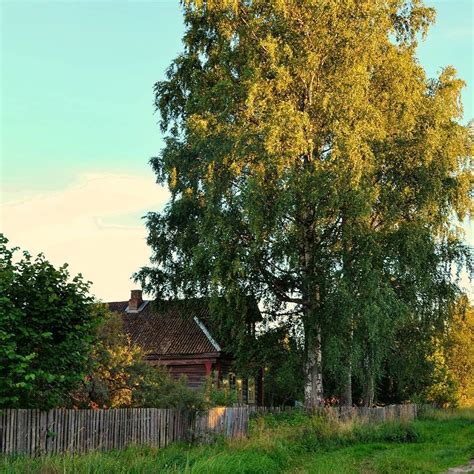Береза у дома (57 фото)
