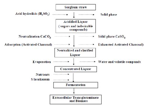 Production Of Microbial Transglutaminase From Sorghum Straw By Using Download Scientific