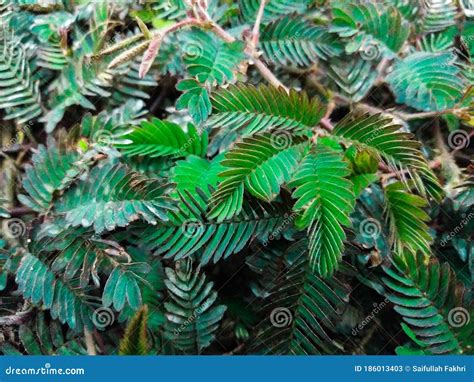 Les Plantes De La Princesse Sont Timides Image Stock Image Du Fleur Arbre 186013403