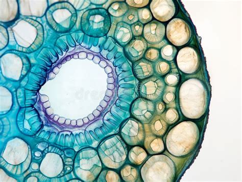Plant Stem Cross Section Microscopy Stock Image Image Of Anatomy