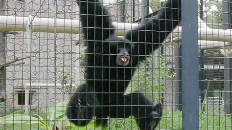「おっさんの叫び声」？フクロテナガザル人気 名古屋・東山動植物園 Youtube