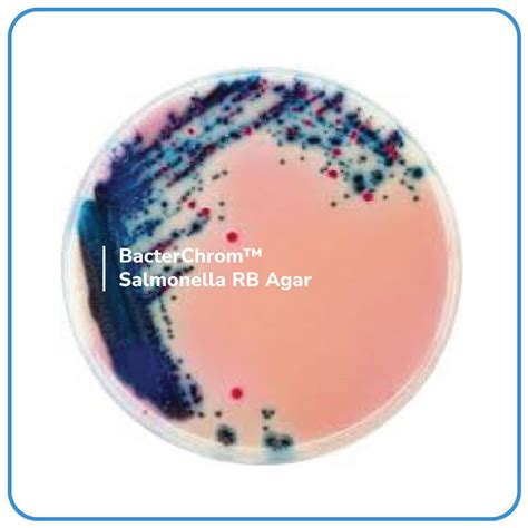 Bacterchrom™ Salmonella Rb Agar Plates Bacterlab