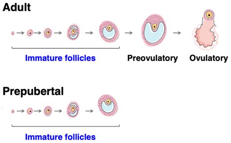 Deciphering The Roles And Regulation Of Estradiol Signaling During Female Mini Puberty Insights