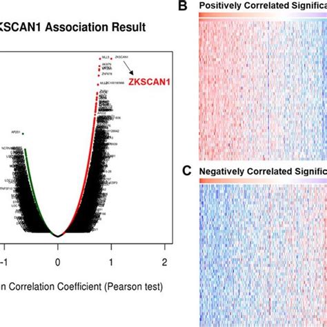 Genes Differentially Expressed In Association With Znf139 In Bc