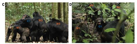 Chimpanzees In Ugandas Kibale National Park Wage Lethal Civil War