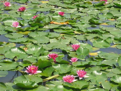 睡蓮すいれん 山と公園市街地の植物図鑑