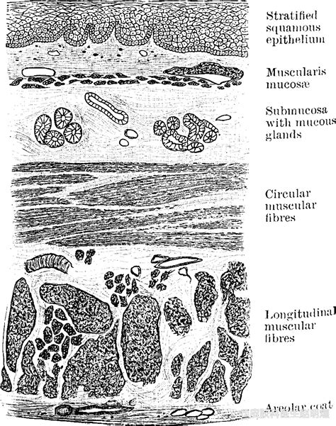 神经纤维瘤和神经鞘瘤在病理学上存在明显的区别。