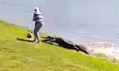 Heart Stopping Moment 10ft Alligator Lunges At Woman 85 Before