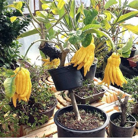 Musa Novak Dwarf Banana Tree Musa Paradistaca Seeds Artofit