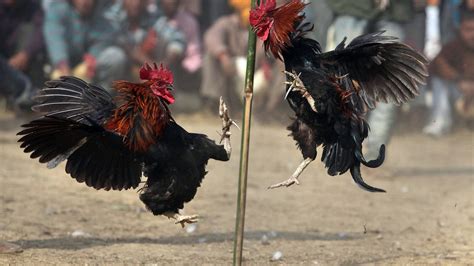 Chickens Attacking A Chicken The Surprising Truth Behind Feathered Fights
