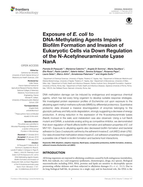 Pdf Exposure Of E Coli To Dna Methylating Agents Impairs Biofilm